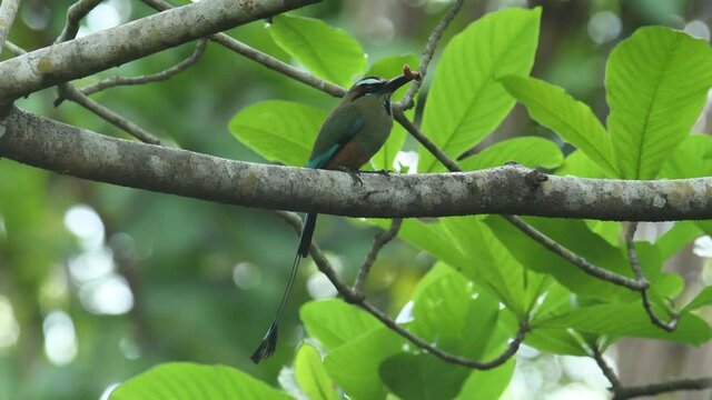 Momotidae Images – Browse 223 Stock Photos, Vectors, and Video | Adobe ...