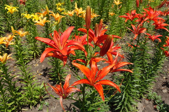 รูปภาพTepal – เลือกดูภาพถ่ายสต็อก เวกเตอร์ และวิดีโอ4,543 | Adobe Stock