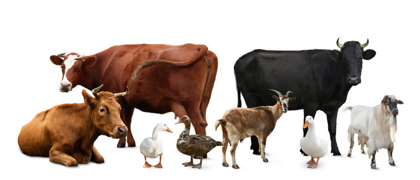 Group Of Farm Animals Images – Browse 253,397 Stock Photos, Vectors ...