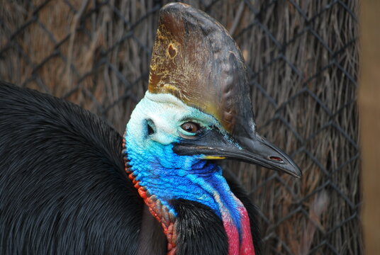 Kazuar Images – Browse 42 Stock Photos, Vectors, and Video | Adobe Stock