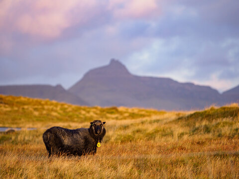 Baa-Lamb Bilder – Durchsuchen 368 Archivfotos, Vektorgrafiken und ...
