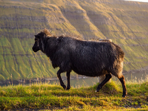 Baa-Lamb Bilder – Durchsuchen 368 Archivfotos, Vektorgrafiken und ...