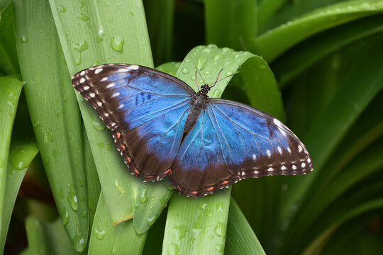 รูปภาพMorpho – เลือกดูภาพถ่ายสต็อก เวกเตอร์ และวิดีโอ19,995 | Adobe Stock