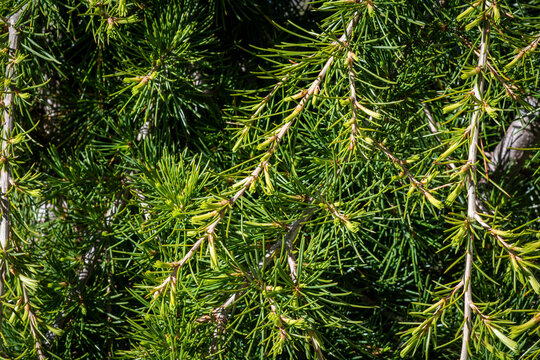 Zierbaum bilder – Bläddra bland 1,636 stockfoton, vektorer och videor ...