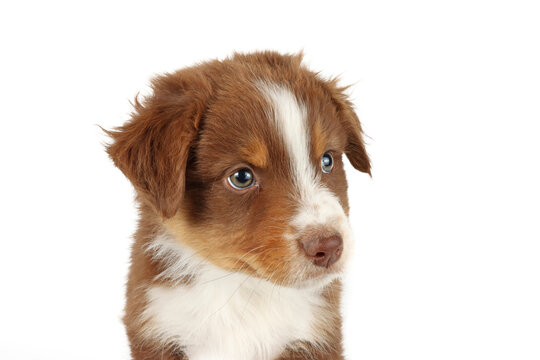 "Mini Australian Shepherd" Images – Browse 692 Stock Photos, Vectors ...