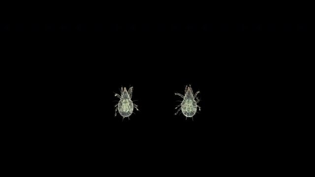 Saprophages Images – Browse 3,064 Stock Photos, Vectors, and Video ...