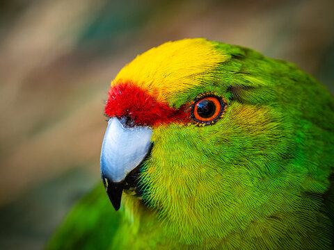 Sittich Images – Browse 3,829 Stock Photos, Vectors, and Video | Adobe ...