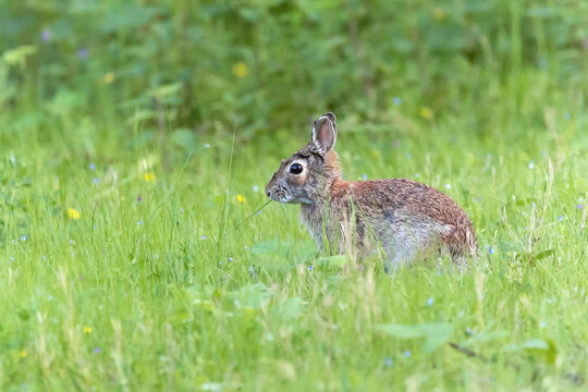 「Leprotto」の画像 - 72 件の Stock 写真、ベクターおよびビデオ | Adobe Stock