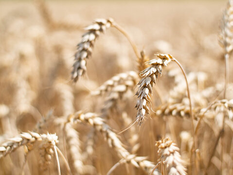 Weizenpflanze Images – Browse 27 Stock Photos, Vectors, and Video ...