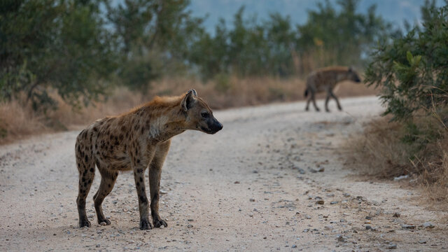 "Spotted Hyena" Bilder – Durchsuchen 13,851 Archivfotos, Vektorgrafiken ...