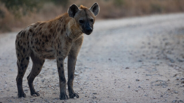"Spotted Hyena" bilder – Bläddra bland 14,094 stockfoton, vektorer och ...
