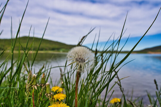 Pusteblumenwiese Bilder – Durchsuchen 7,807 Archivfotos, Vektorgrafiken ...