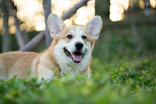 รูปภาพCorgies – เลือกดูภาพถ่ายสต็อก เวกเตอร์ และวิดีโอ75,344 | Adobe Stock