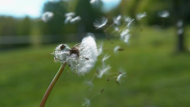 "Wind Swept Images – Browse 4,523 Stock Photos, Vectors, and Video ...