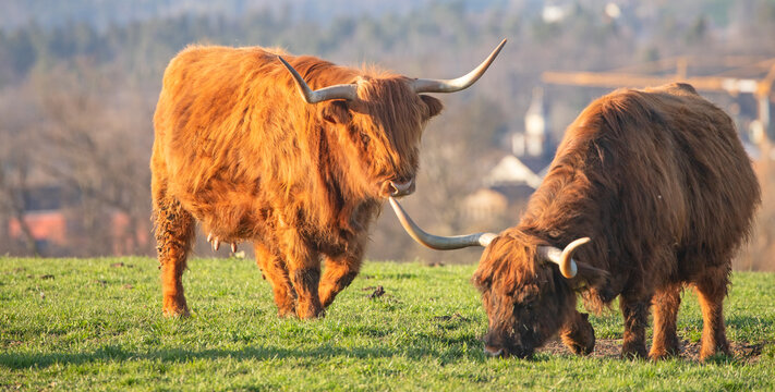 49,341 BESTE Kuh-Fell BILDER, STOCK-FOTOS & -VEKTORGRAFIKEN | Adobe Stock