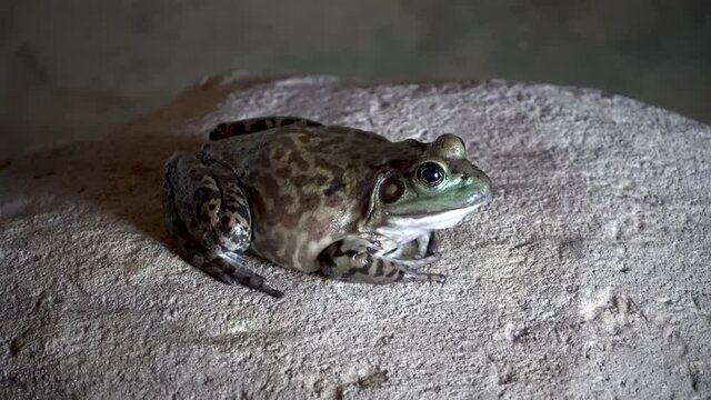 Duttaphrynus Bilder – Durchsuchen 454 Archivfotos, Vektorgrafiken und ...