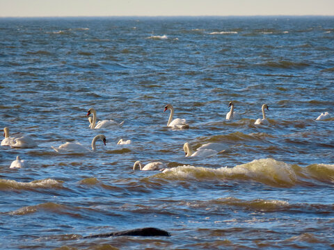 Baltic Swan Images – HD & 4K Photos Free to Download | PikWizard