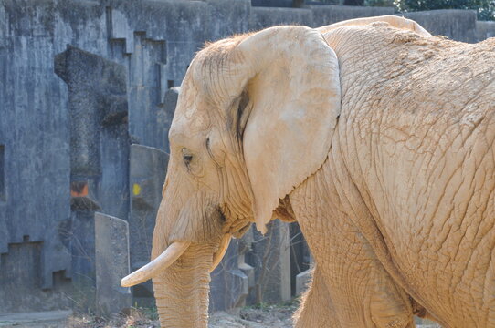 Pfettenkopf Bilder – Durchsuchen 717 Archivfotos, Vektorgrafiken und ...