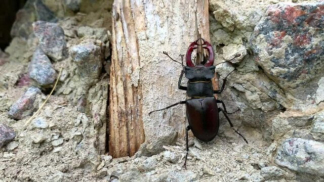 Stag-Beetle Imagens – Procure 3,106 fotos, vetores e vídeos | Adobe Stock