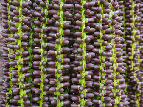 Fructify bilder – Bläddra bland 573 stockfoton, vektorer och videor ...