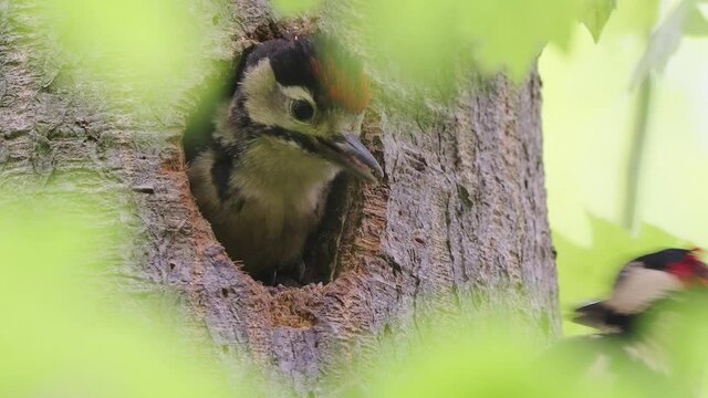 Imágenes de "Insect Larvae": descubre bancos de fotos, ilustraciones, vectores y vídeos de 558 ...