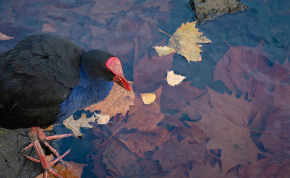 Pukeko Bilder – Durchsuchen 1,220 Archivfotos, Vektorgrafiken und ...