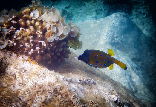 Box-Fish Images – Browse 73 Stock Photos, Vectors, and Video | Adobe Stock