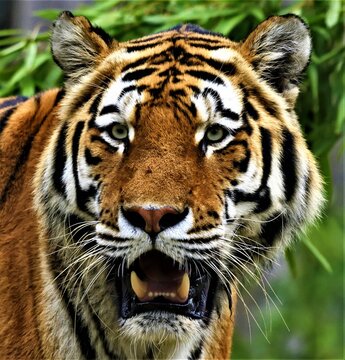 Real Tiger Face
