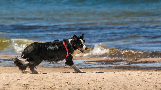 Colie Bilder – Durchsuchen 387 Archivfotos, Vektorgrafiken und Videos ...