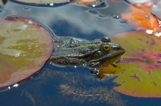 Frosh Images – Parcourir 747 le catalogue de photos, vecteurs et vidéos ...