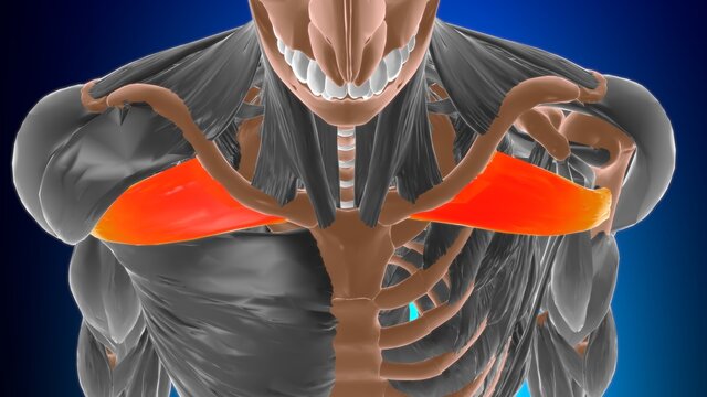 รูปภาพClavicular – เลือกดูภาพถ่ายสต็อก เวกเตอร์ และวิดีโอ220 | Adobe Stock