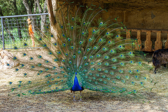 Accouplement Images – Browse 1,486 Stock Photos, Vectors, and Video ...