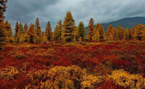 Magadan Images – Browse 4,462 Stock Photos, Vectors, and Video | Adobe ...