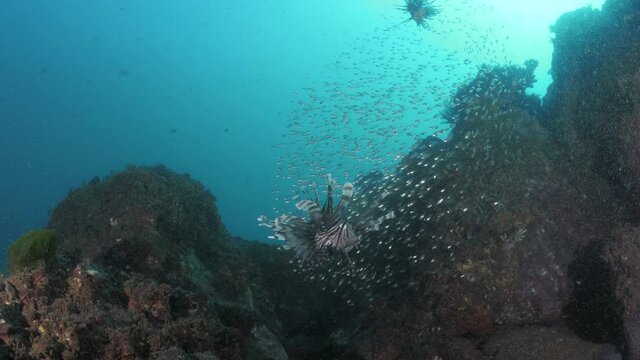 Baitfish Bilder – Durchsuchen 4,520 Archivfotos, Vektorgrafiken und ...