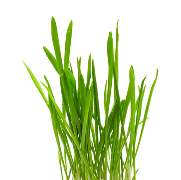 Oat Leaf Images – Browse 22,842 Stock Photos, Vectors, and Video ...