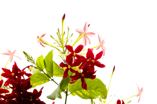 Niyog-Niyogan Images – Browse 1,821 Stock Photos, Vectors, and Video ...