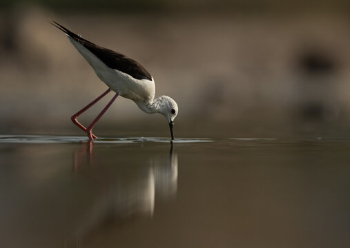 「Neoaves」の画像 - 1,144 件の Stock 写真、ベクターおよびビデオ | Adobe Stock