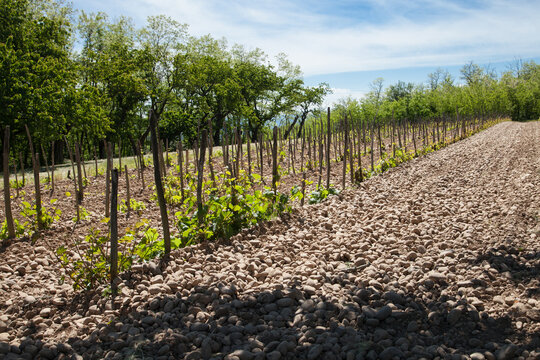 "Champ De Vigne" 影像 – 瀏覽 275 個素材庫相片、向量圖和影片 | Adobe Stock
