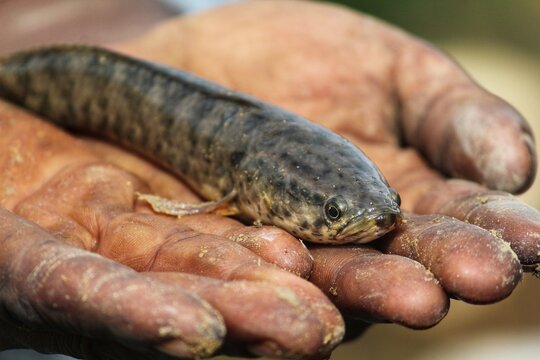 Mudfish Imagens – Procure 60 fotos, vetores e vídeos | Adobe Stock