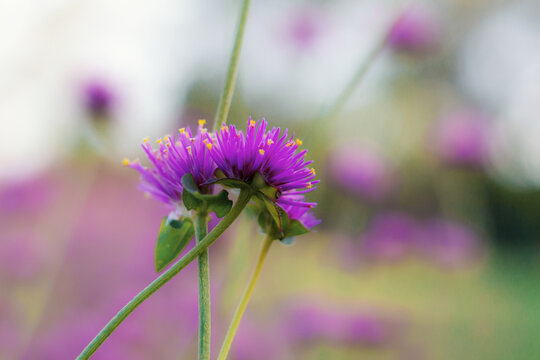 Fiower Images – Browse 204 Stock Photos, Vectors, and Video | Adobe Stock