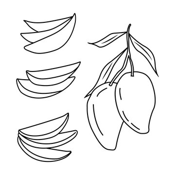 Mango Line Drawing Images – Browse 5,840 Stock Photos, Vectors, and ...