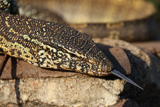 รูปภาพWarane – เลือกดูภาพถ่ายสต็อก เวกเตอร์ และวิดีโอ204 | Adobe Stock