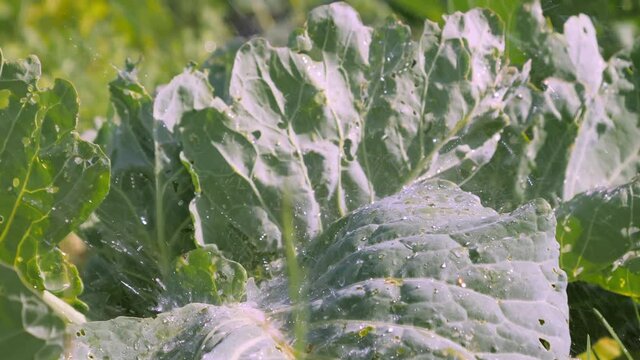 Imágenes de Kail: descubre bancos de fotos, ilustraciones, vectores y ...