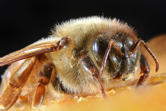 "Ape Regina" Images – Browse 498 Stock Photos, Vectors, and Video ...