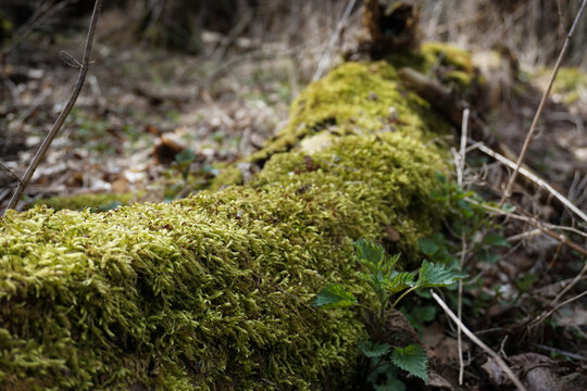 Vermooster-Bilder: Stock-Fotos & -Videos. | Adobe Stock