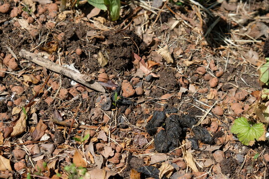 Hundehaufen bilder – Bläddra bland 230 stockfoton, vektorer och videor ...