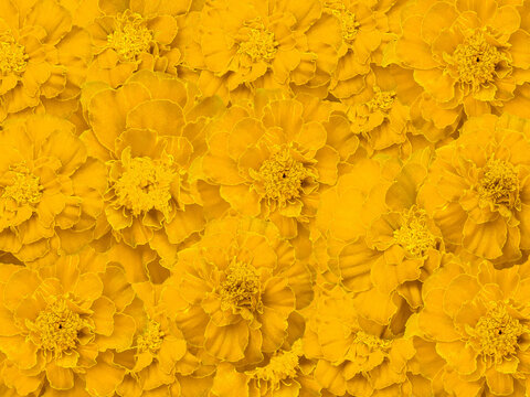 Yellow Color Images – Browse 30,789,607 Stock Photos, Vectors, and ...