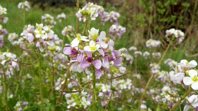 Jaramago Bilder – Durchsuchen 29 Archivfotos, Vektorgrafiken und Videos ...