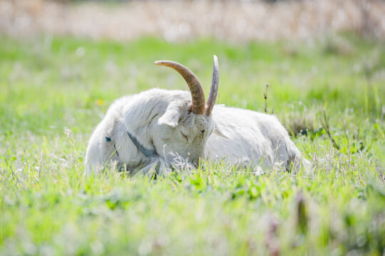 「Yagi」の画像 - 7,869 件の Stock 写真、ベクターおよびビデオ | Adobe Stock