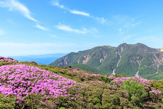 รูปภาพMiyama – เลือกดูภาพถ่ายสต็อก เวกเตอร์ และวิดีโอ467 | Adobe Stock